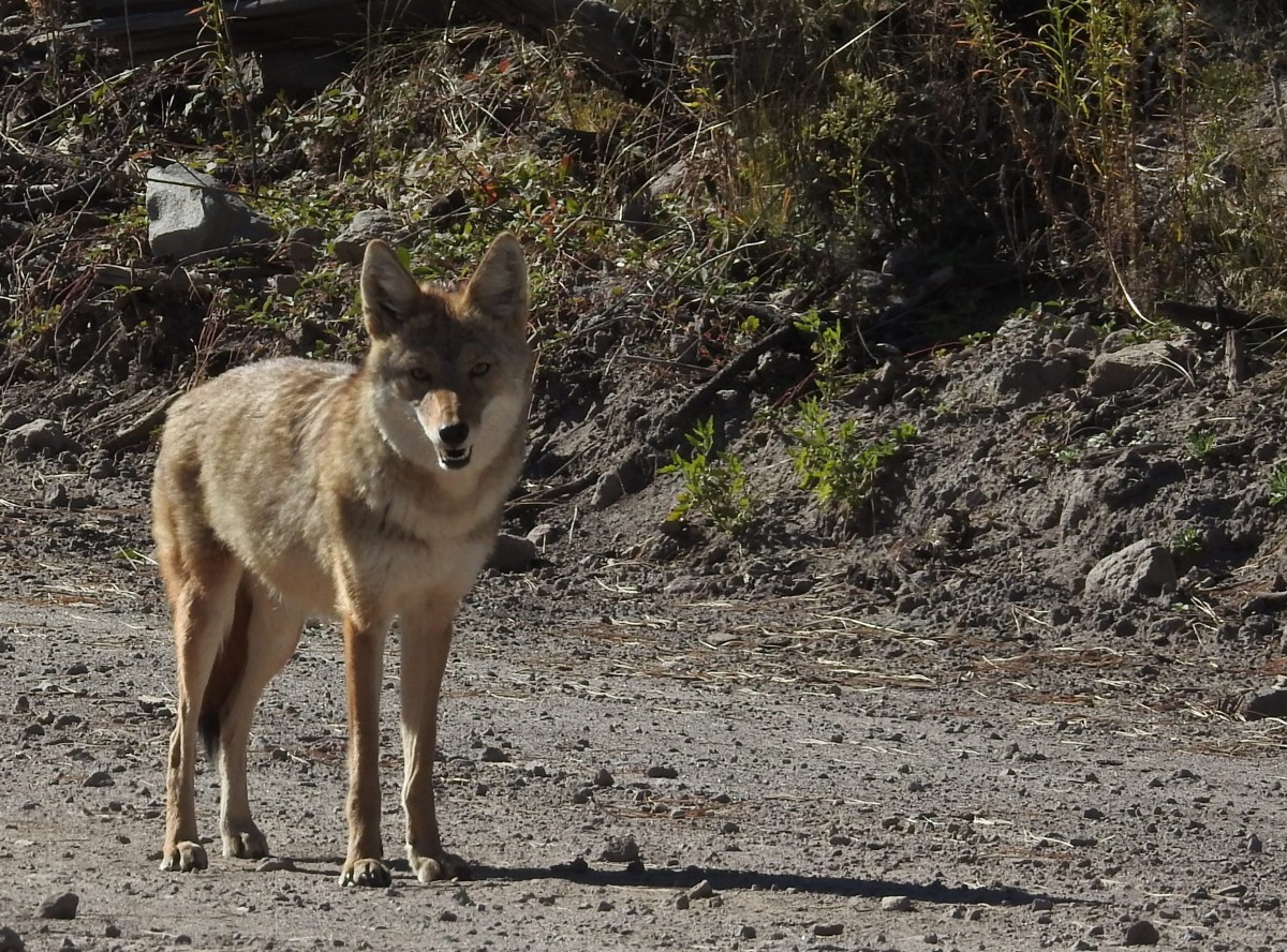 LONG LIVE WILD-LIVES | The Wandering Naturalist