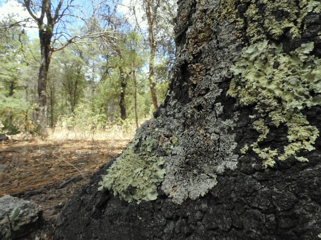 Delightful Remnants of Lichen and Rust | The Wandering Naturalist